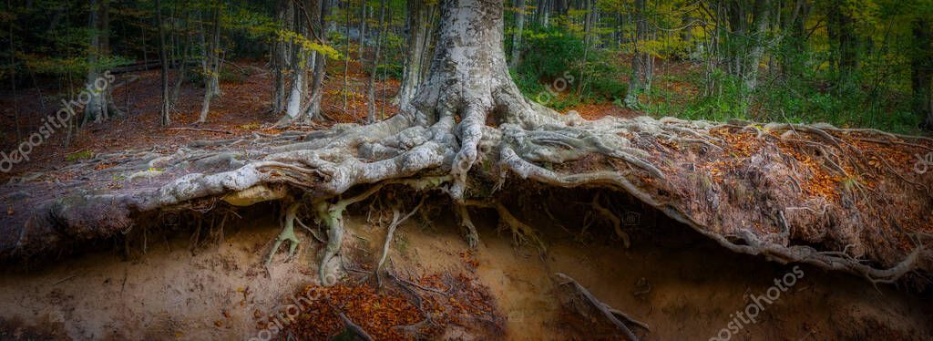 Gray tree roots Stock Photos, Royalty Free Gray tree roots Images ...