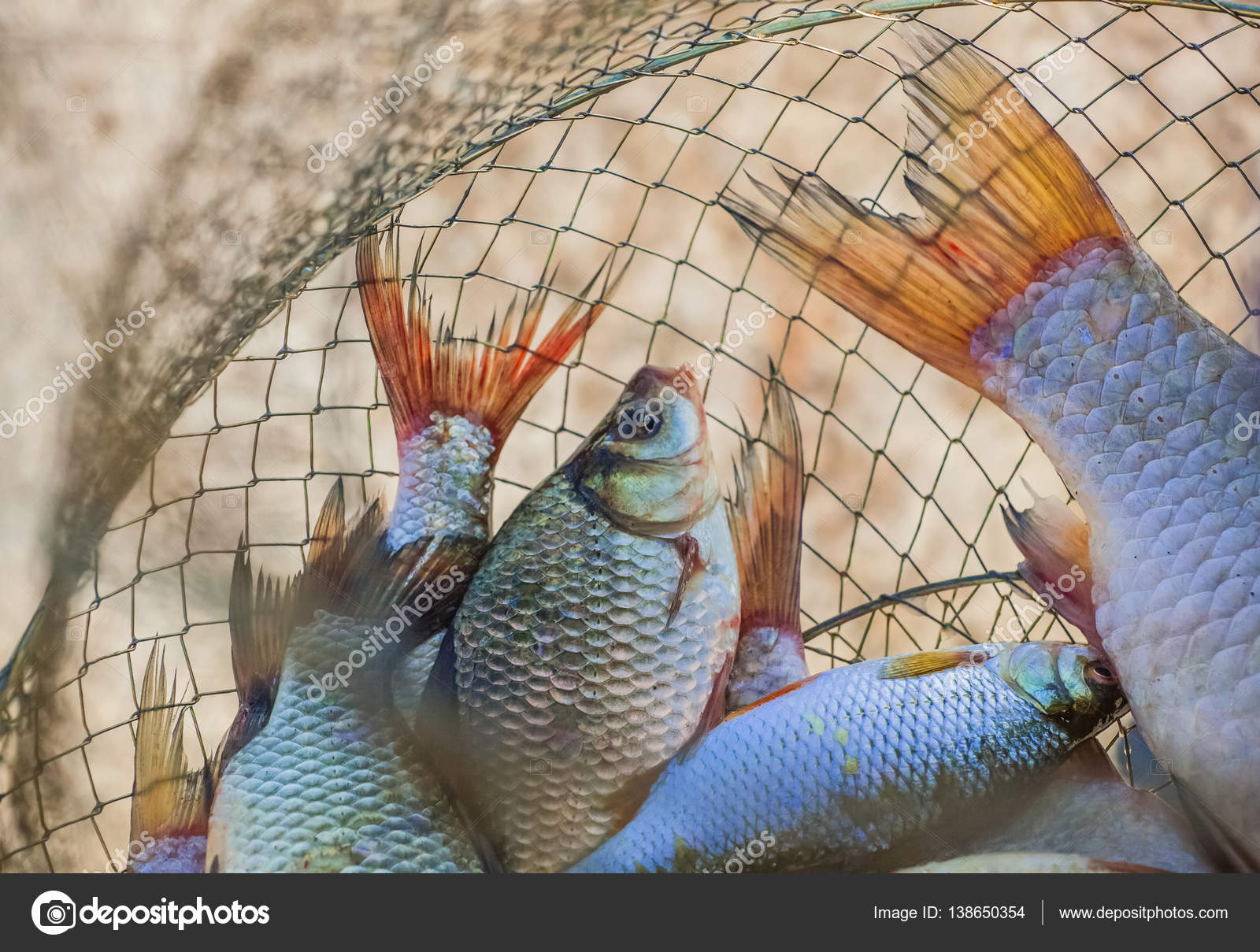 Two big beautiful duck swimming in a pond on the farm. — Stock Photo ...