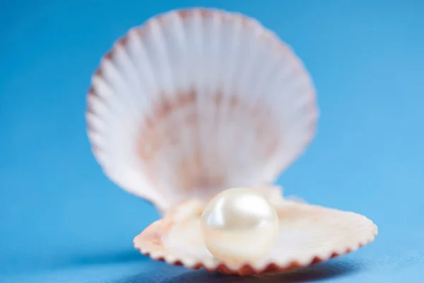 Sea shell pearl Stock Photos, Royalty Free Sea shell pearl Images ...