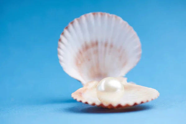 Open Shell With Pearl