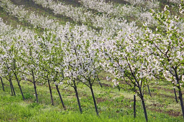 Orchards in spring Stock Photos, Royalty Free Orchards in spring Images ...
