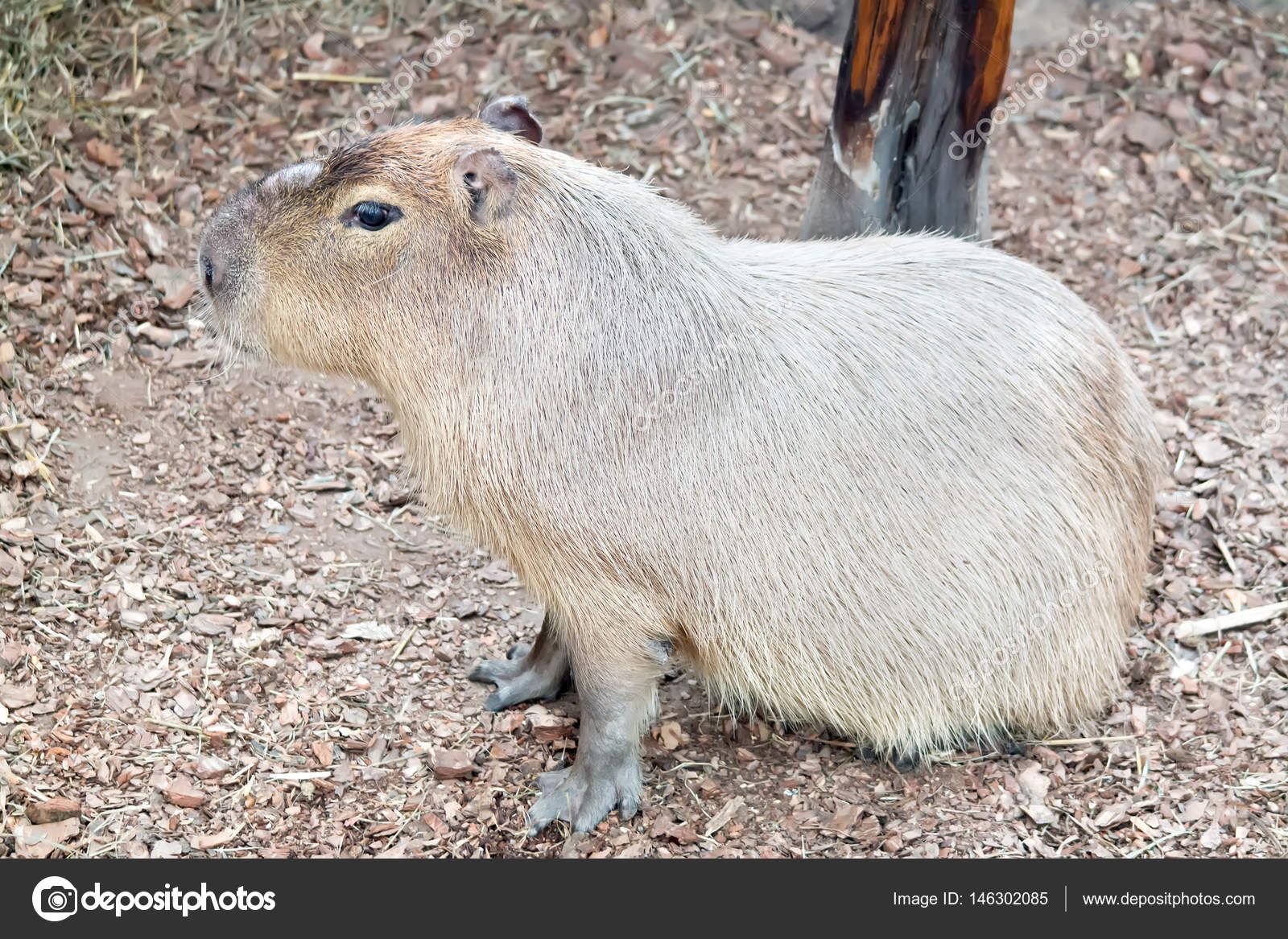 Capybara With Human