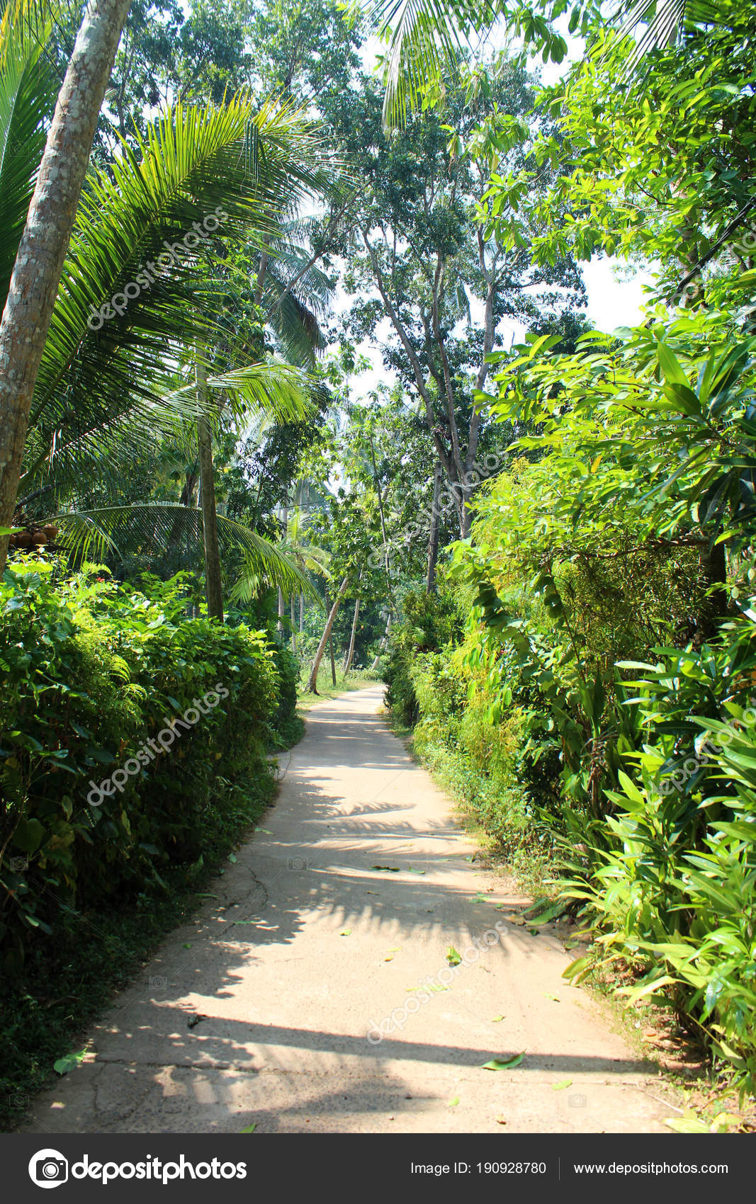 Road in the jungle — Stock Photo © Chantall #190928780
