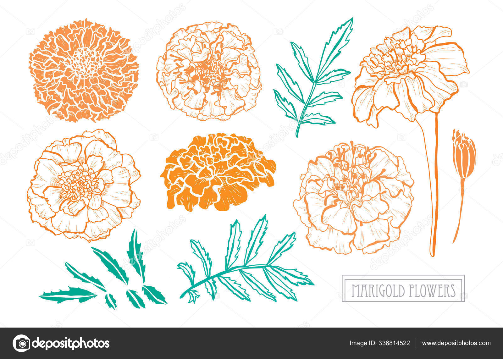 Cempasuchil Flower Drawing | Best Flower Site
