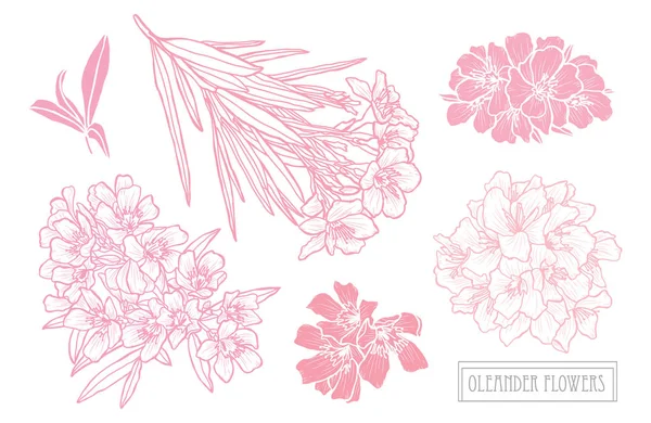 Oleander set Vector Art Stock Images | Depositphotos