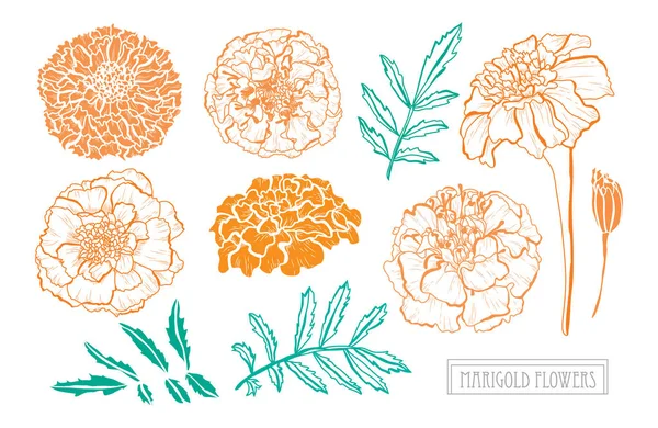 Flor de cempasuchil Vector Images | DepositPhotos