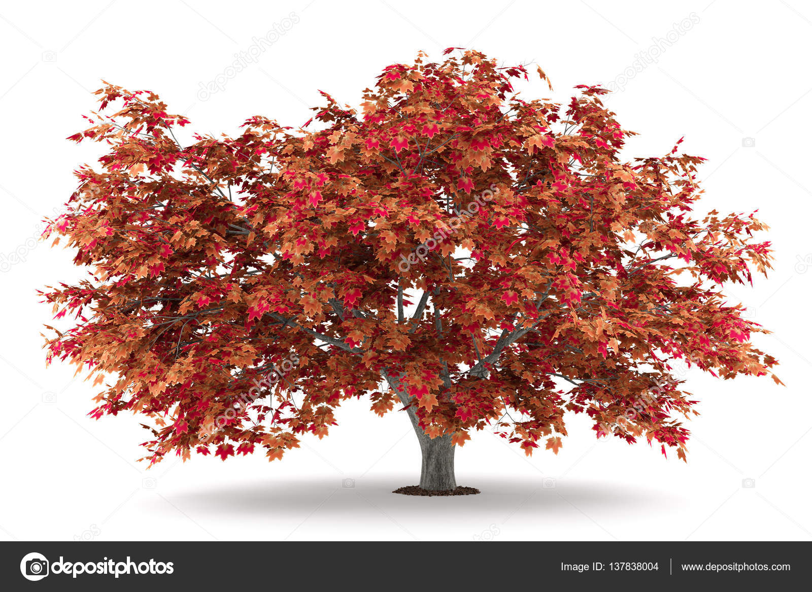 Japanese Maple Tree Clip Art