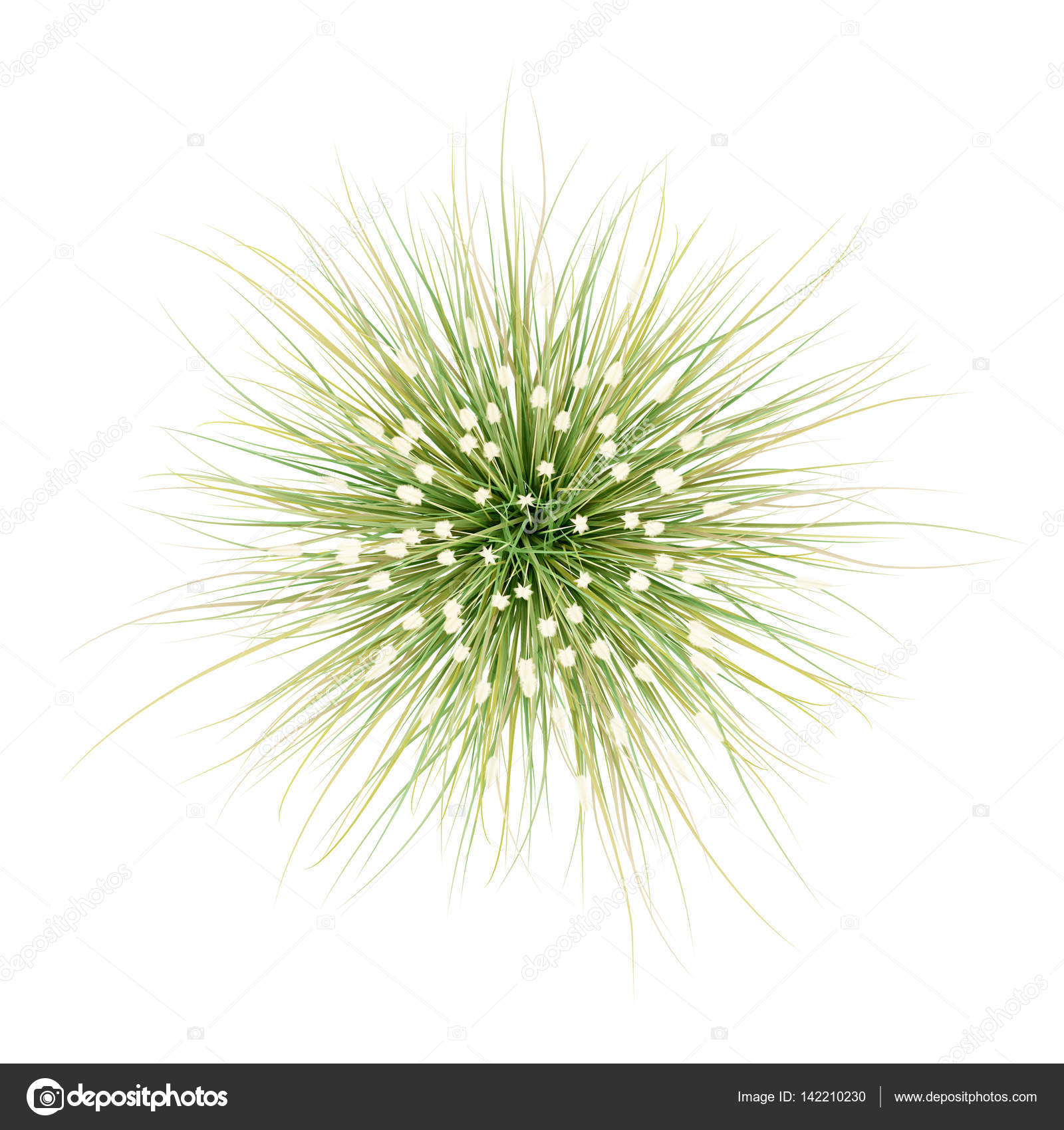 Grass Top View Png
