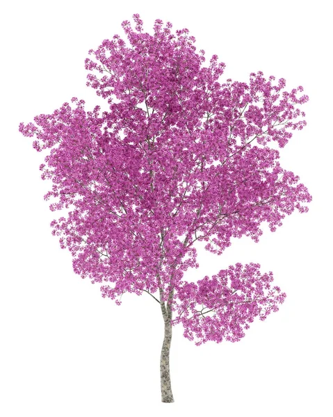 Purple heart tree Stock Photos, Royalty Free Purple heart tree Images ...