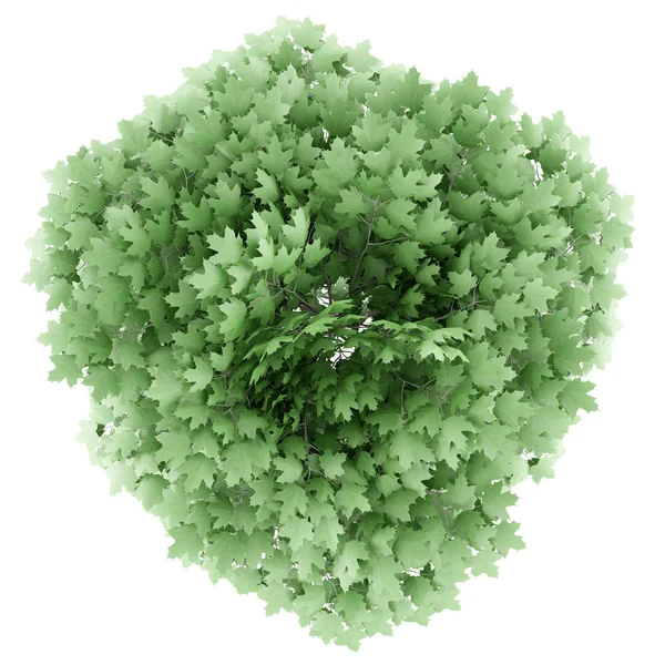 Top view of norway maple tree isolated on black background. 3d i Stock ...