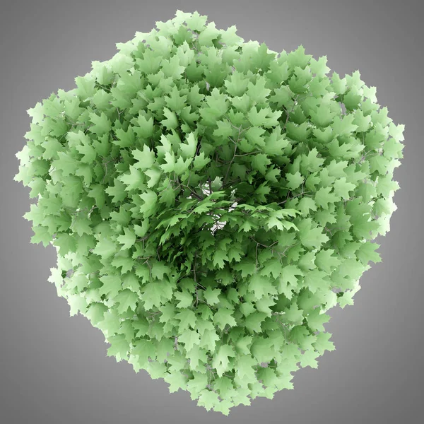 Top view of norway maple tree isolated on black background. 3d i Stock ...