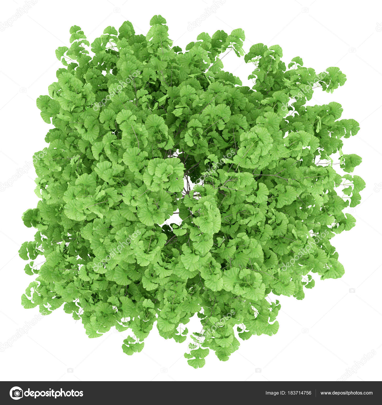 Top view of ginkgo tree isolated on white background. 3d illustr Stock ...