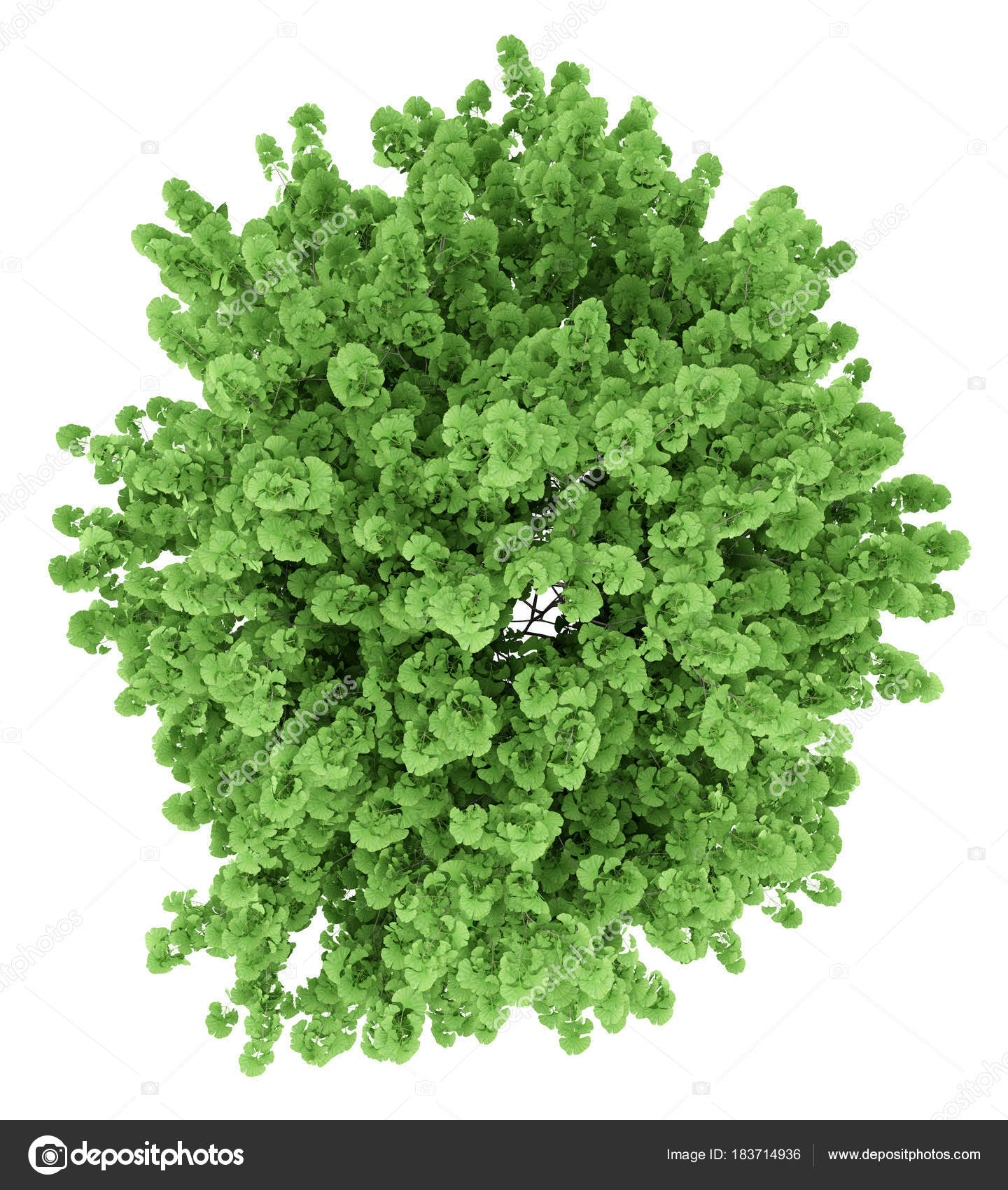 Top view of ginkgo tree isolated on white background. 3d illustr Stock ...