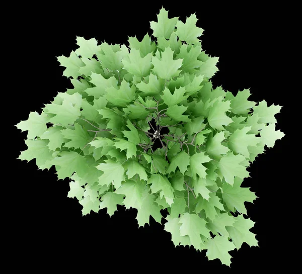 Top view of norway maple tree isolated on black background. 3d i Stock ...