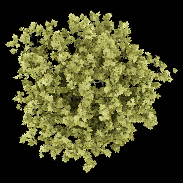 Top view of norway maple tree isolated on white background. 3d i ...