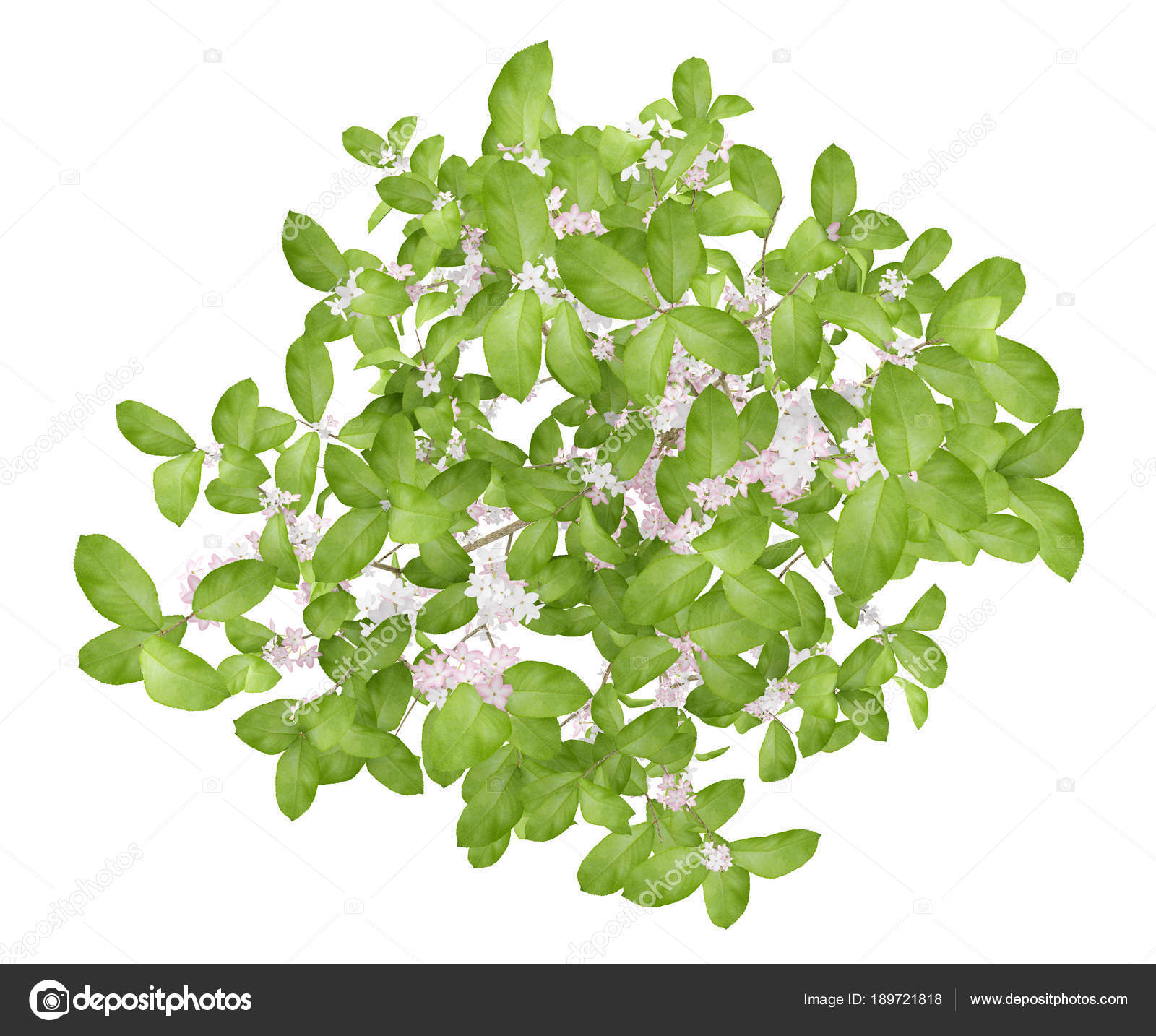 Top view of flowering apple tree isolated on white background. 3 Stock ...