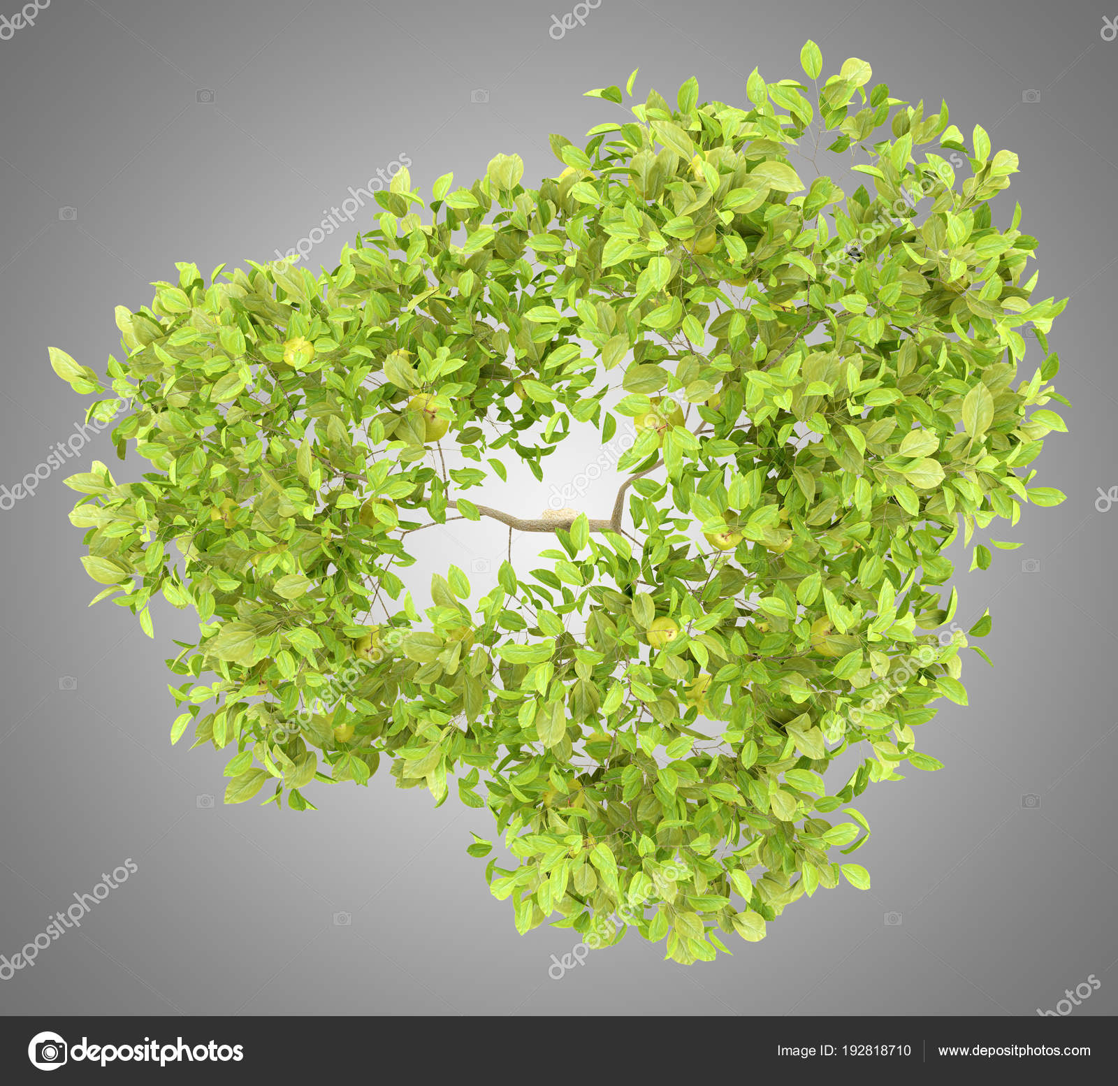 Top view of pear tree with pears isolated on gray background. 3d Stock ...