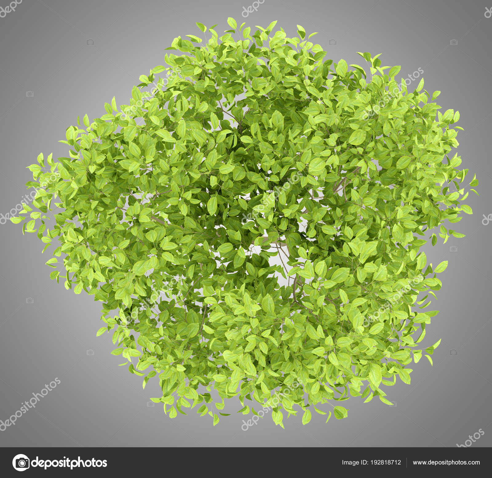 Top view of pear tree isolated on gray background. 3d illustrati Stock ...
