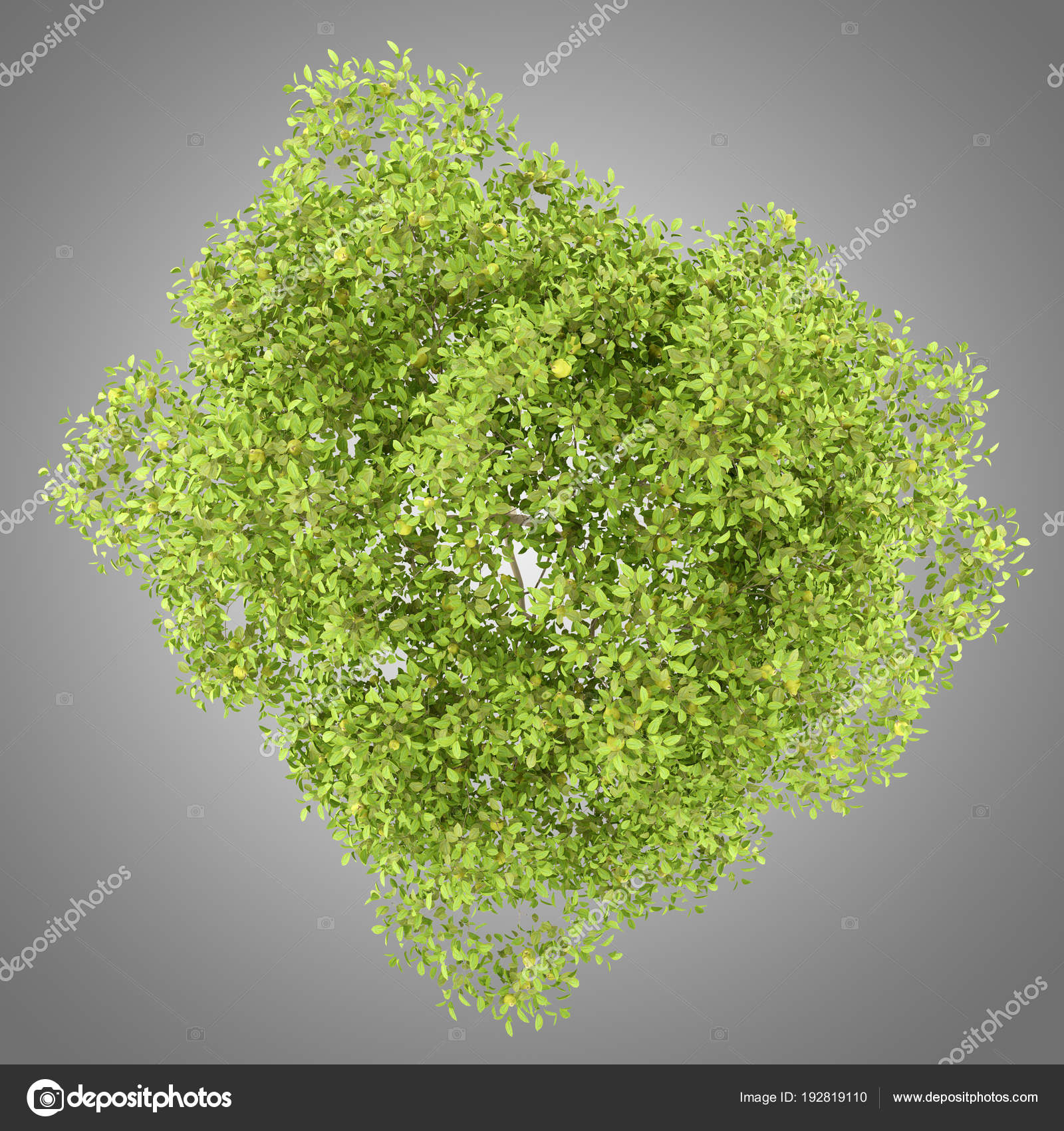 Top view of pear tree with pears isolated on gray background. 3d Stock ...