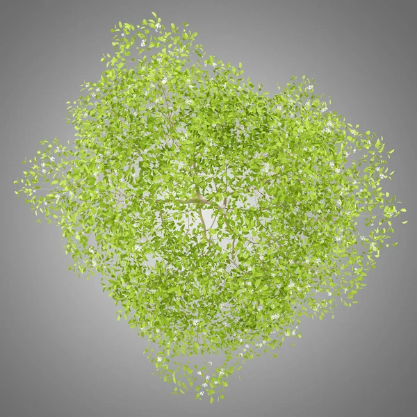 Top view of pear tree isolated on gray background. 3d illustrati Stock ...