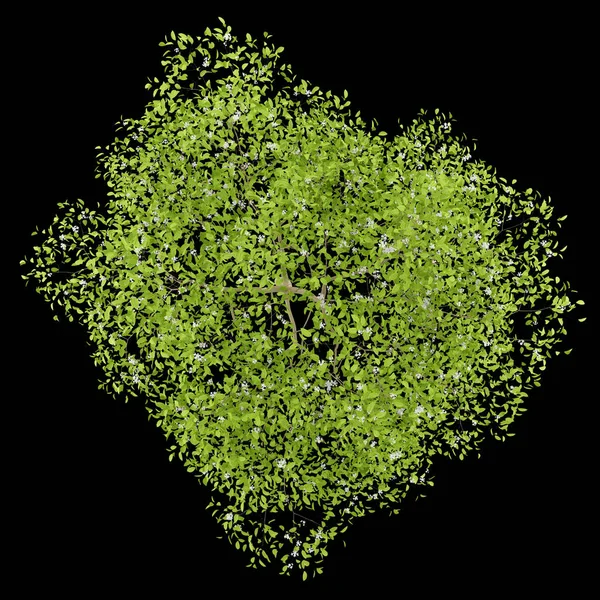 Top view of pear tree with pears isolated on black background. 3 ⬇ ...