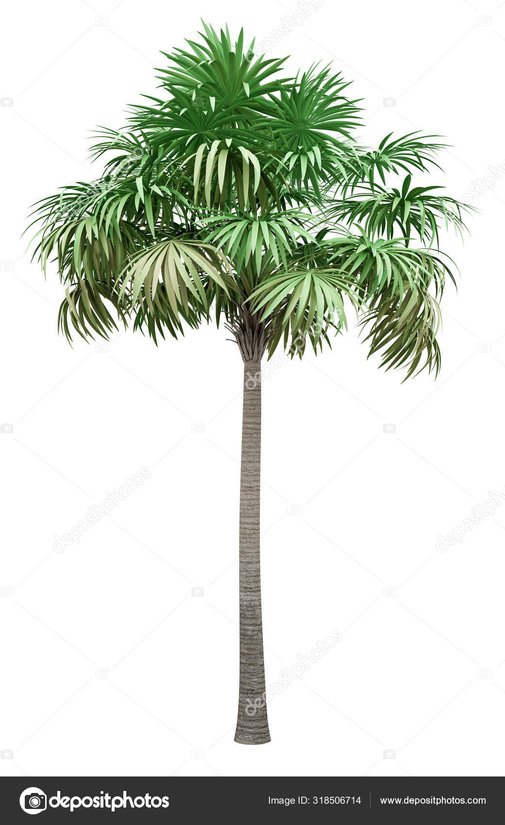 Thatch Palm