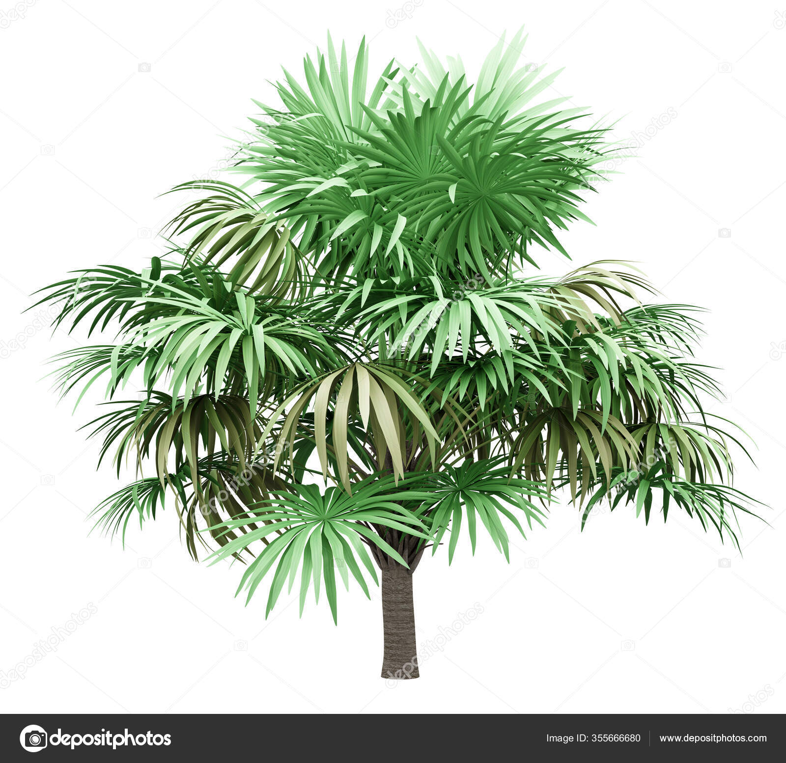 Thatch Palm