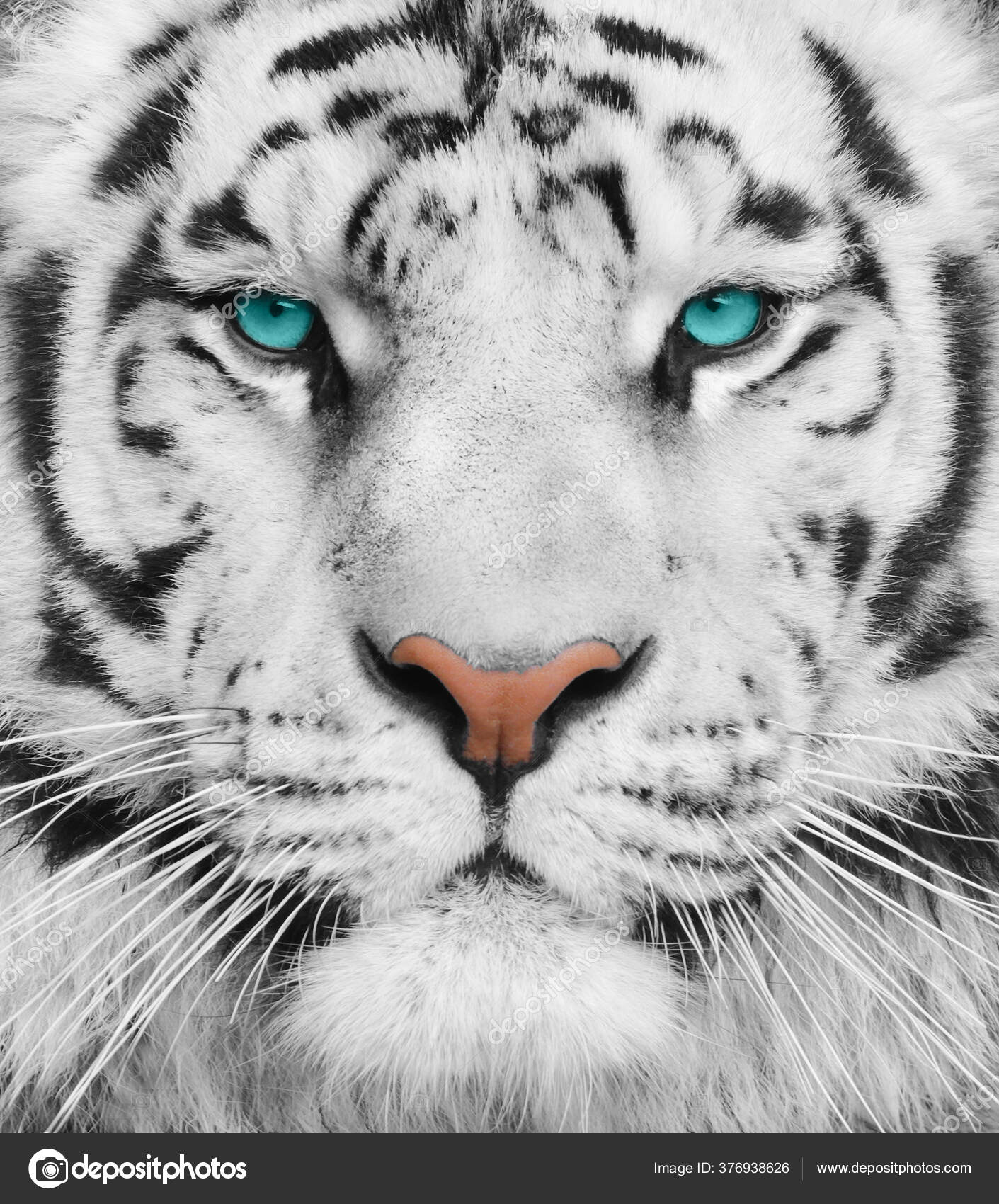 Albino Siberian Tiger