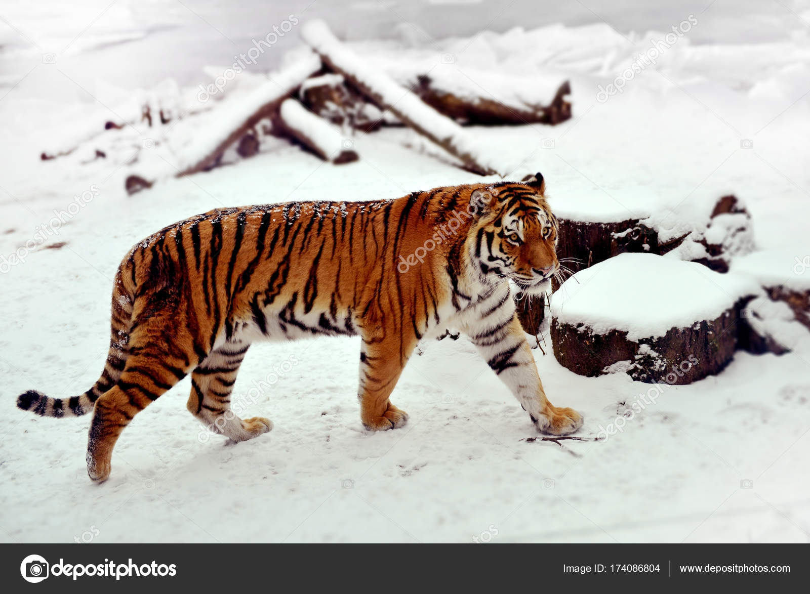 Siberian tiger on a snow Stock Photo by ©forestermax 174086804