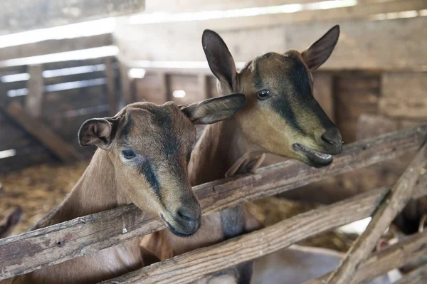 Two goats Stock Photos, Royalty Free Two goats Images | Depositphotos®