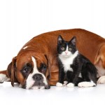 Brown cat and dog Boxer breed — Stock Photo © FotoJagodka #4952434