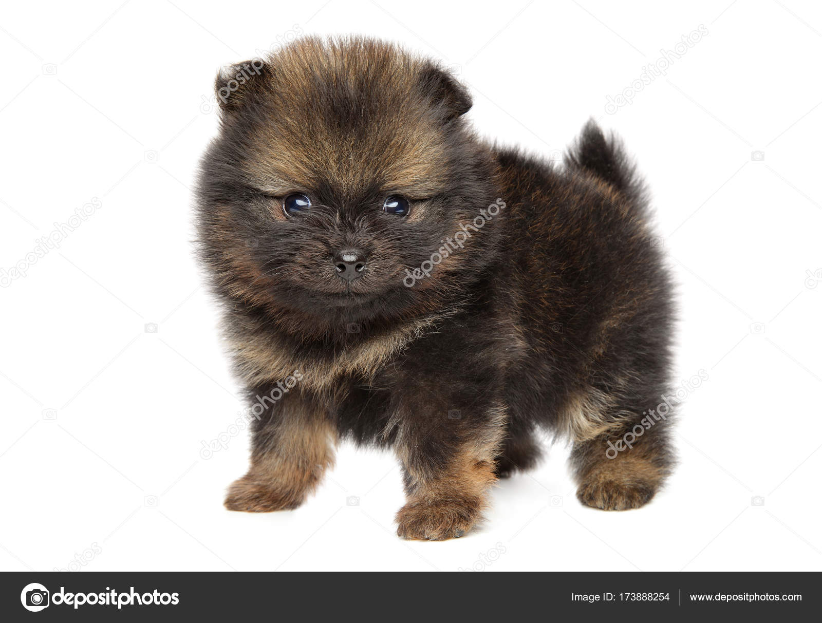 Tiny Pomeranian Spitz puppy — Stock Photo © FotoJagodka #173888254