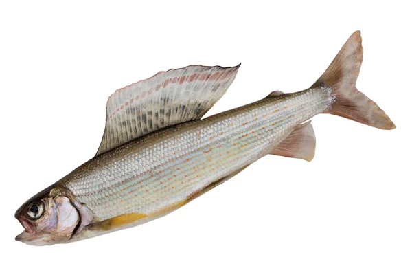 Arctic grayling Pictures, Arctic grayling Stock Photos & Images ...