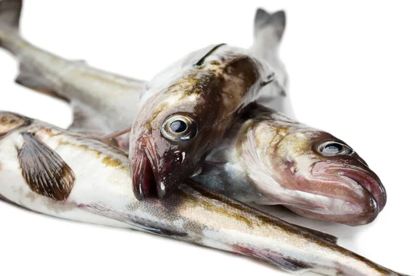 Alaska pollock Stock Photos, Royalty Free Alaska pollock Images ...