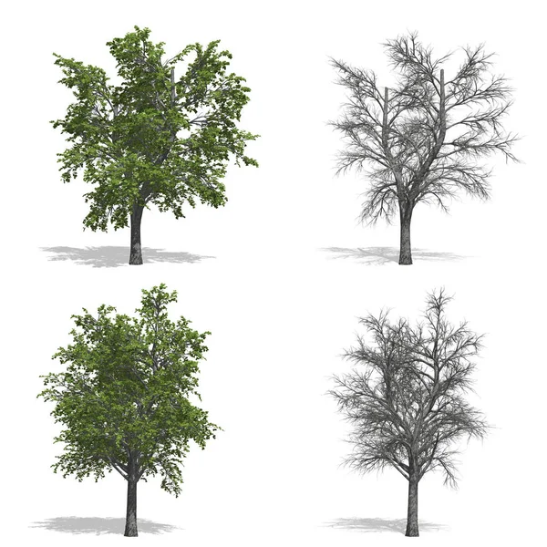 About normal trees Stock Photos, Royalty Free About normal trees Images ...