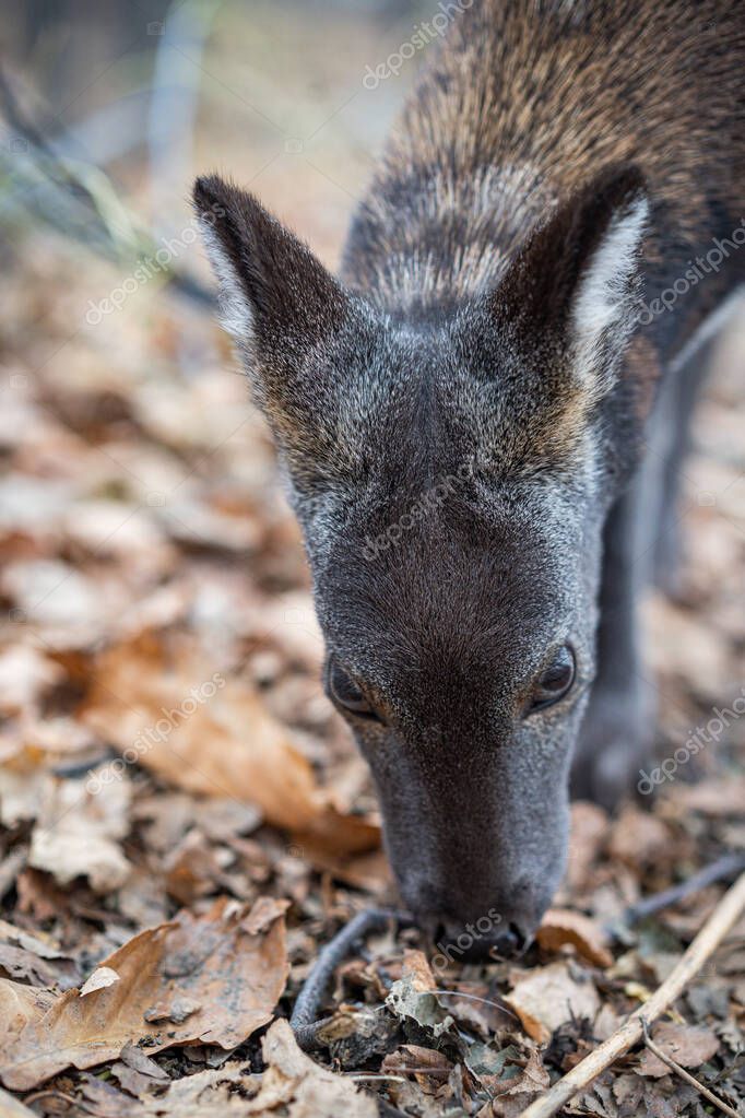 Ciervo almizclero siberiano, un raro animal de pezuña con colmillos 2022