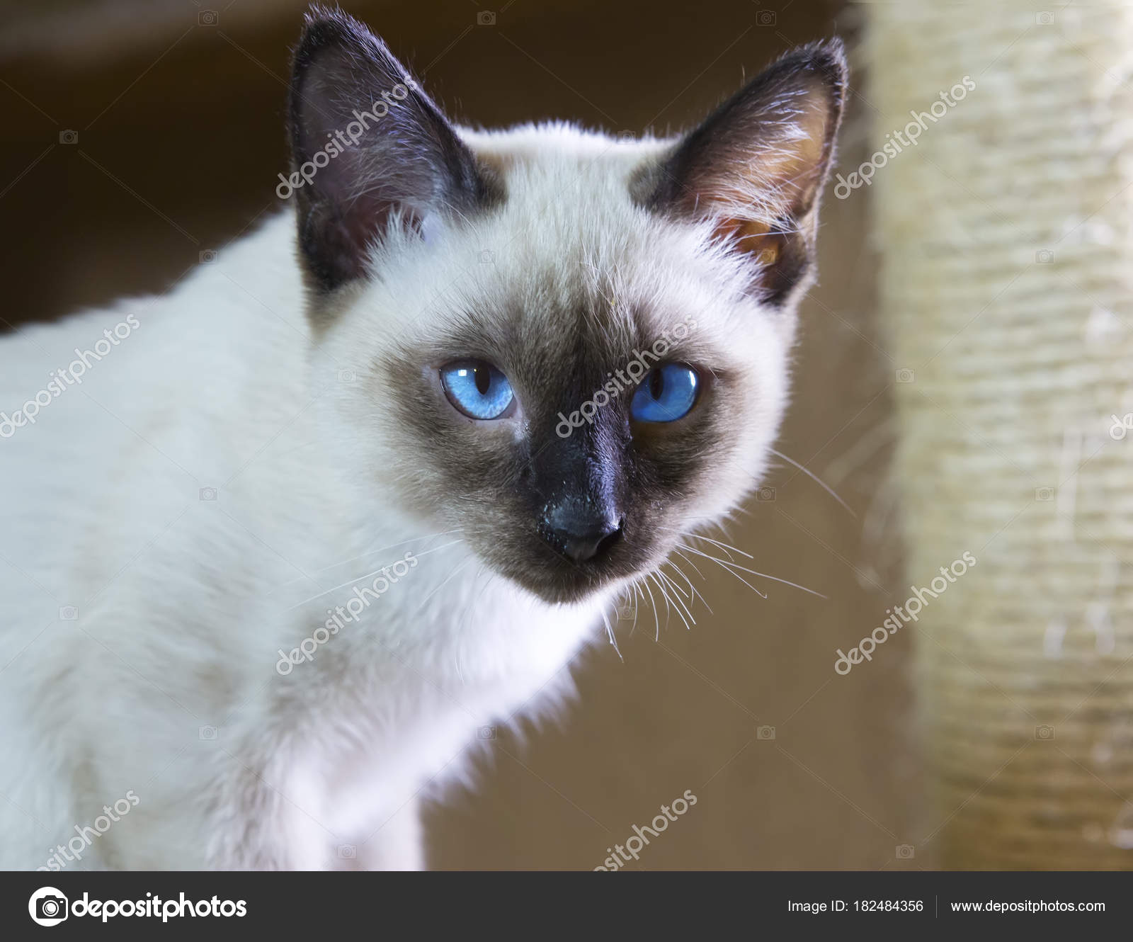 Mekong Bobtail Kitten