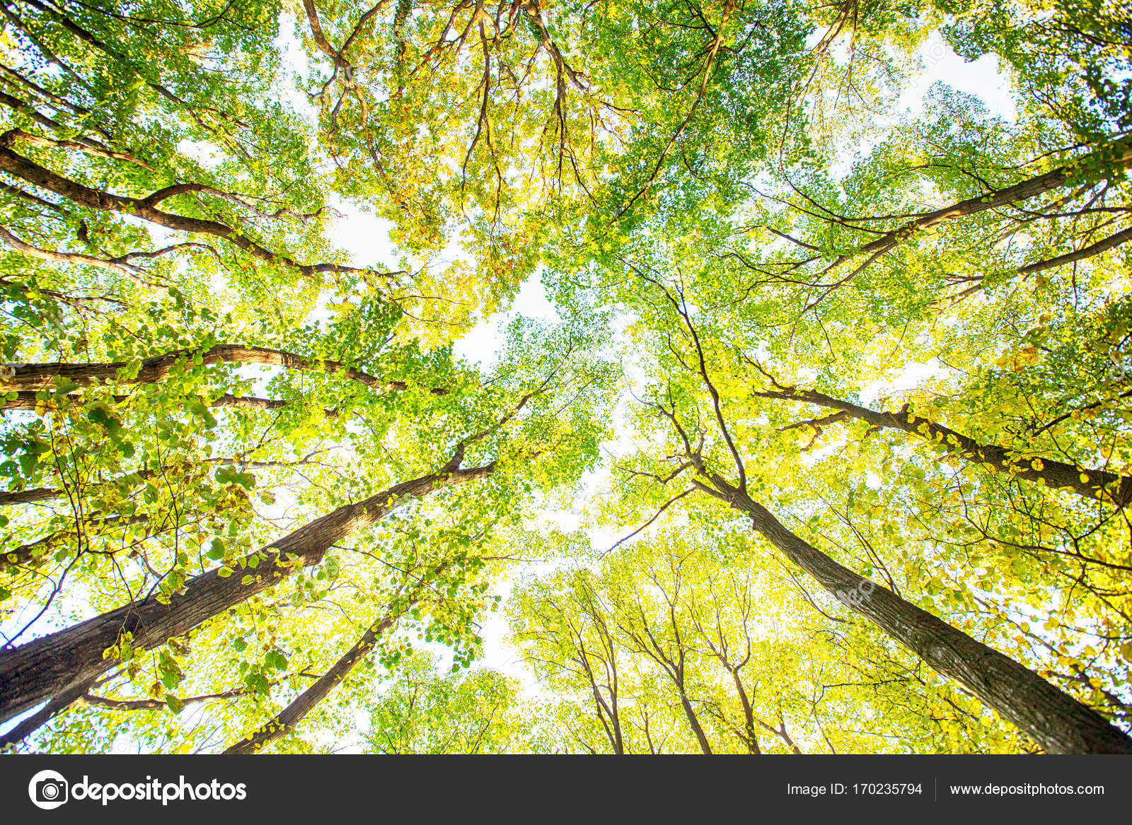 Feel nature autumn forest Stock Photo by ©MitaStockImages 170235794