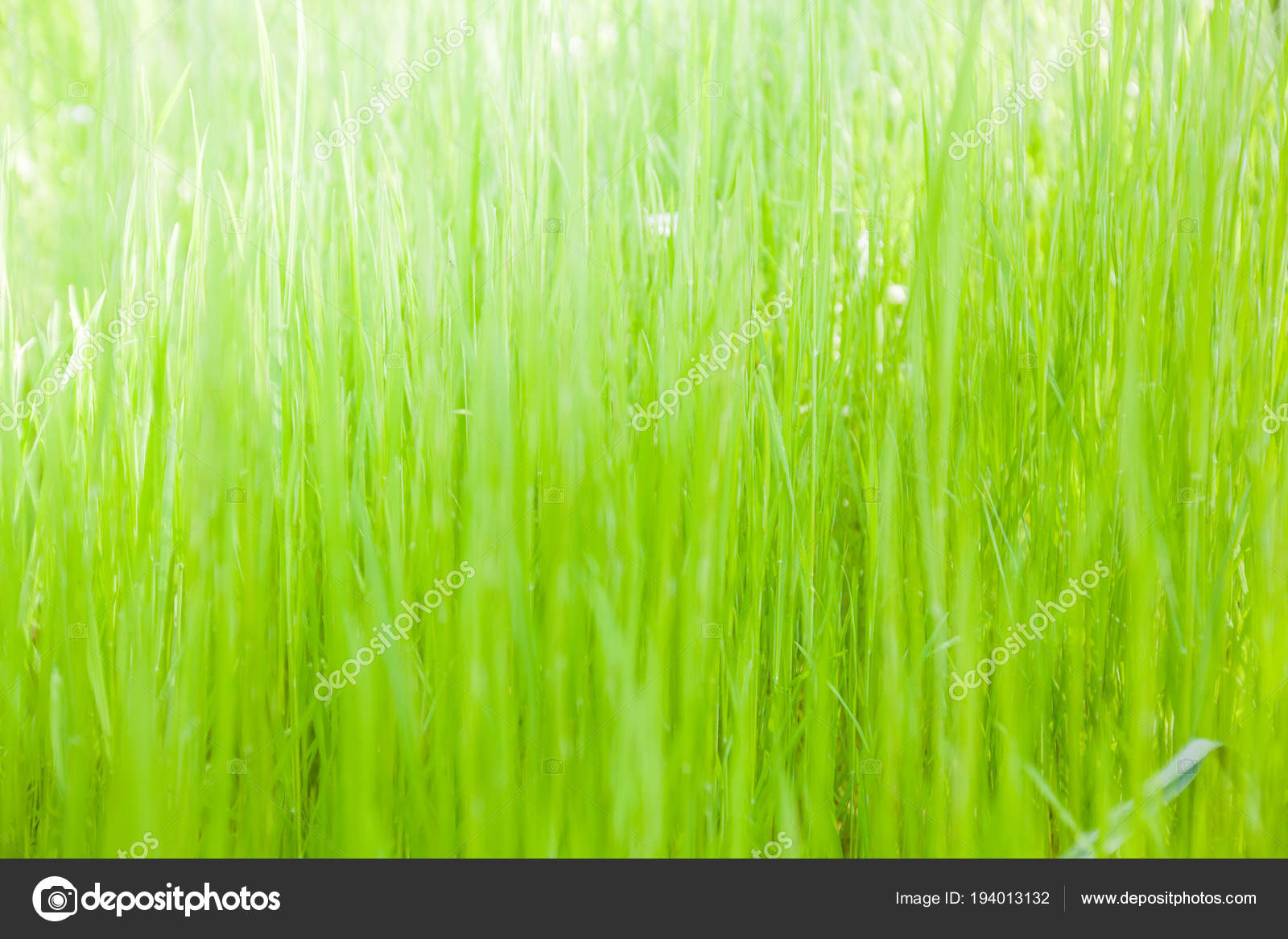 Green Grass Background Stock Photo by ©MitaStockImages 194013132