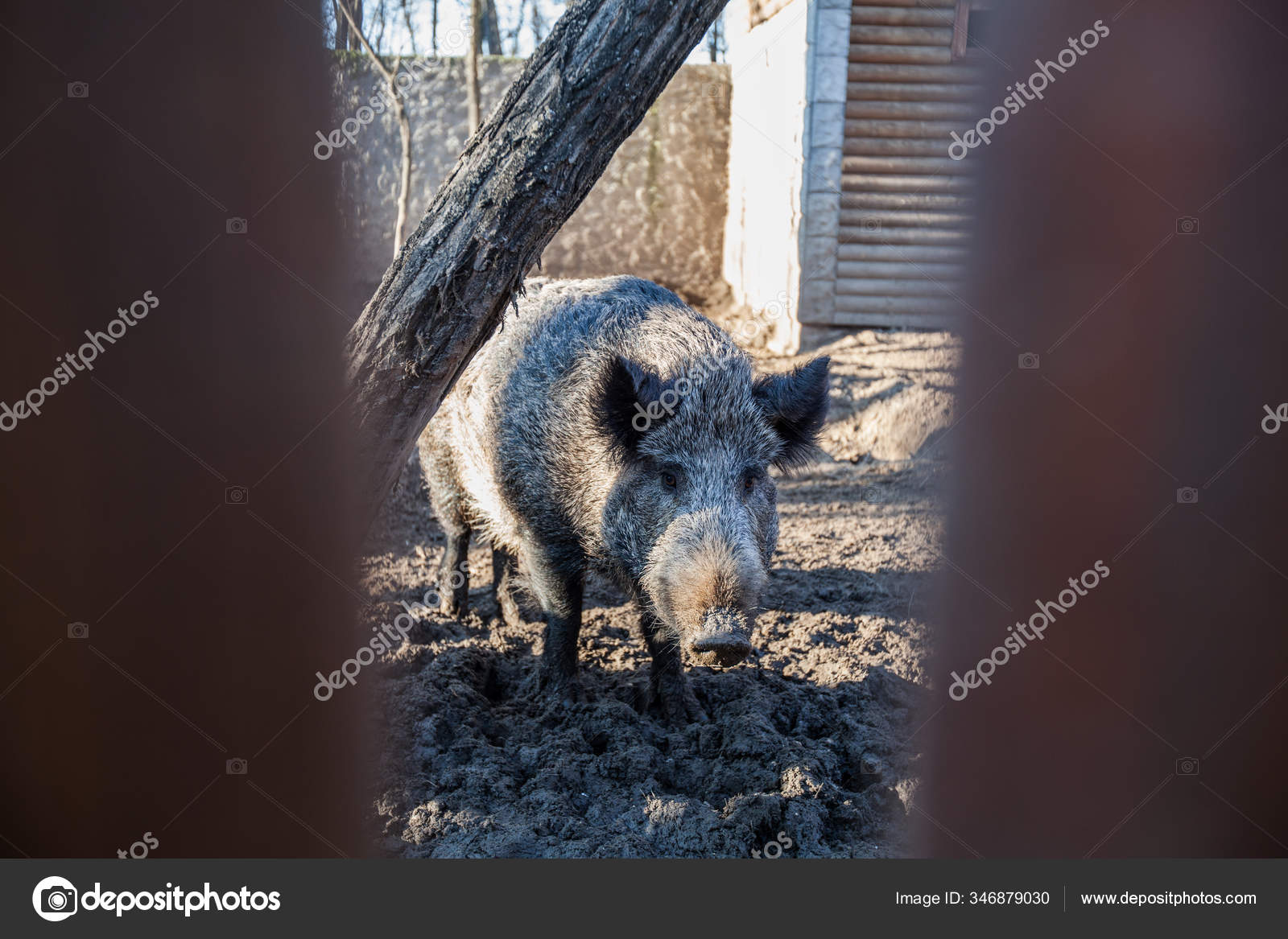 Traditional Breed Black Pigs Rural Farms Indigenous Breeds Animals ...