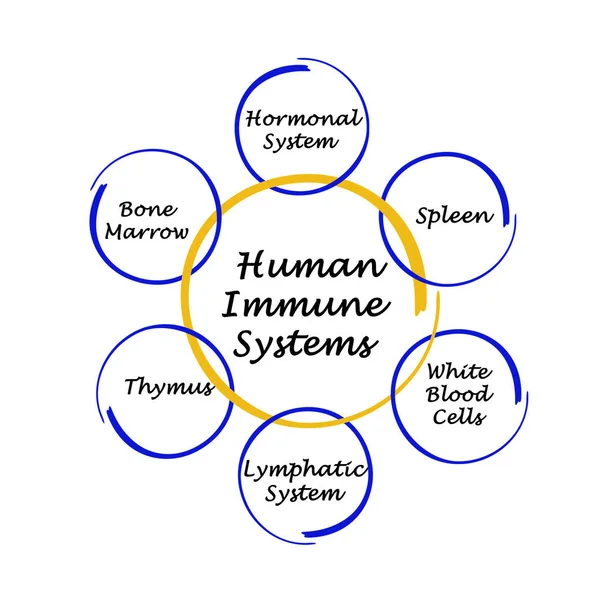 Human immune system Images - Search Images on Everypixel