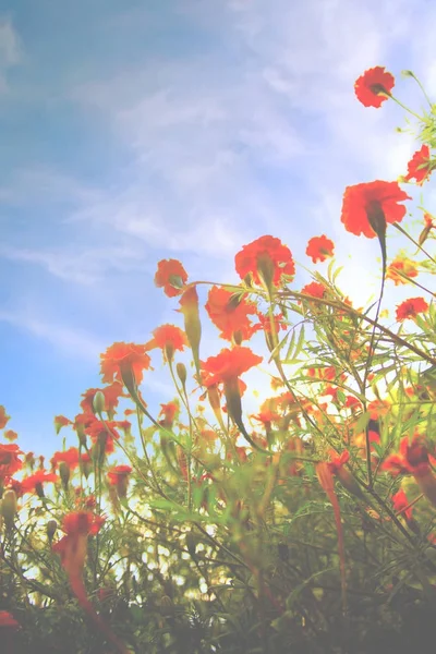 Naturality Stock Photos, Royalty Free Naturality Images | Depositphotos