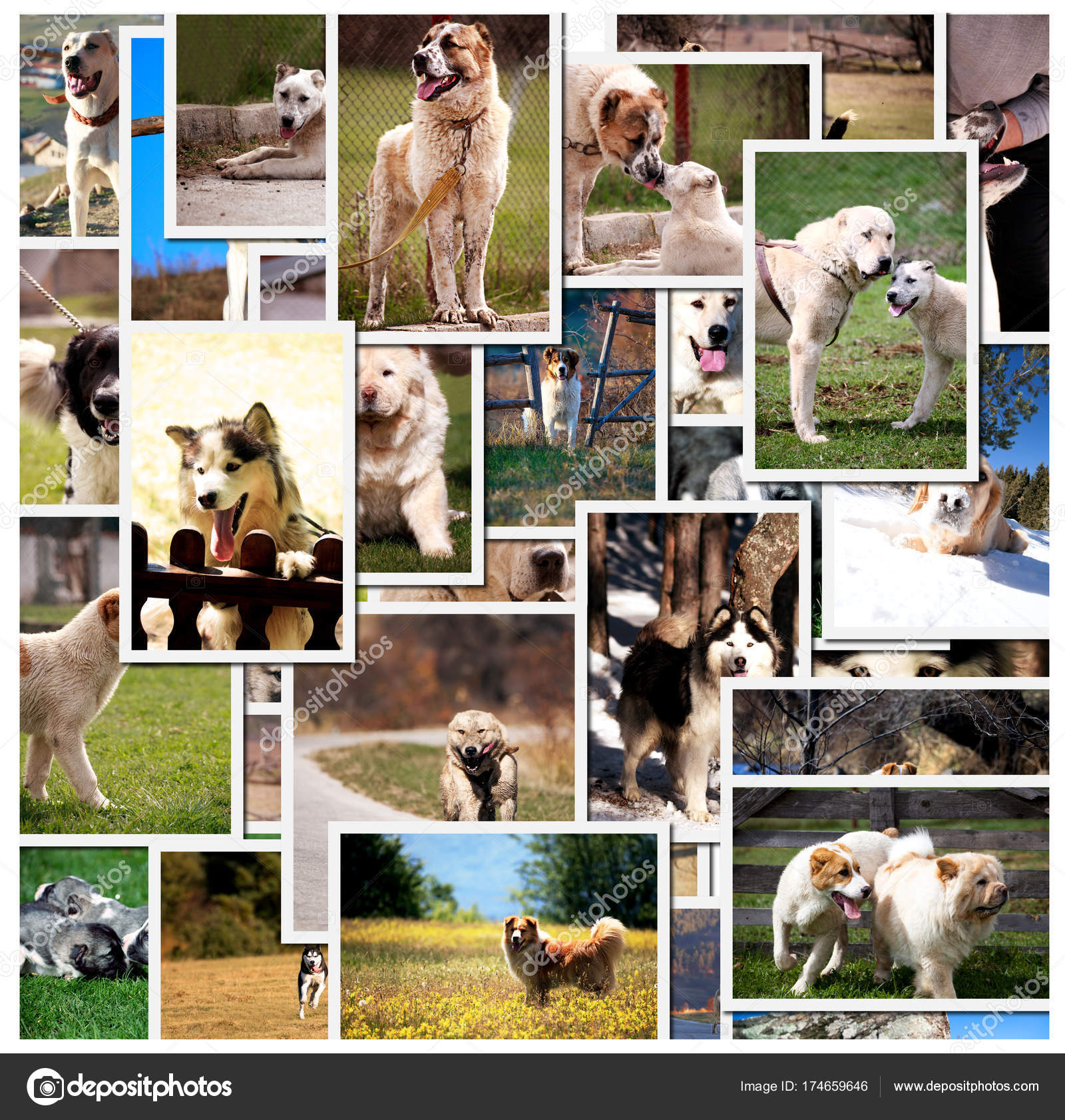 Perros collage fondo: fotografía de stock © sliper84 #174659646 ...