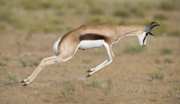 Running Springbok jumping high Stock Photo by ©JohanSwanepoel 28270387