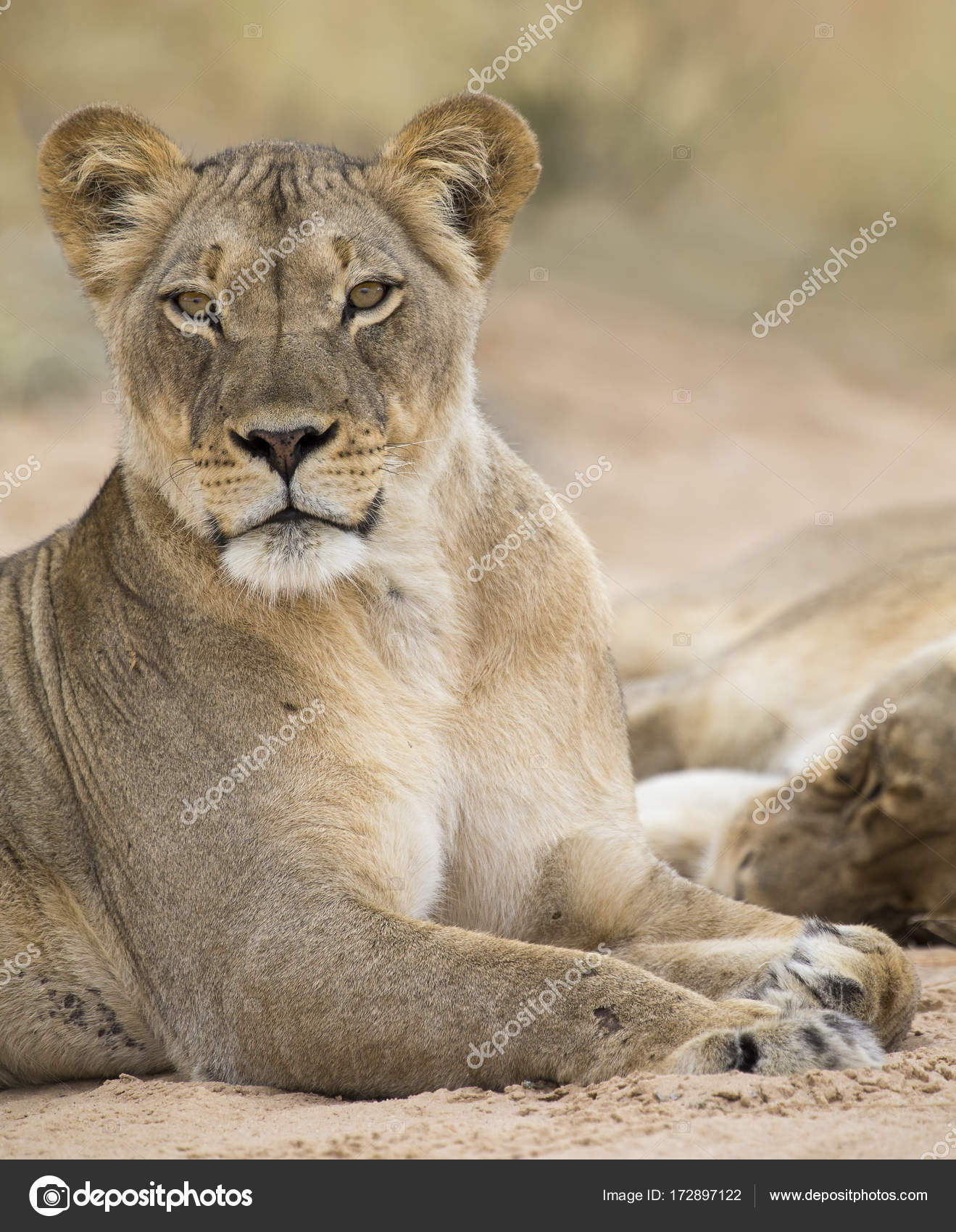 Lioness Sitting Up
