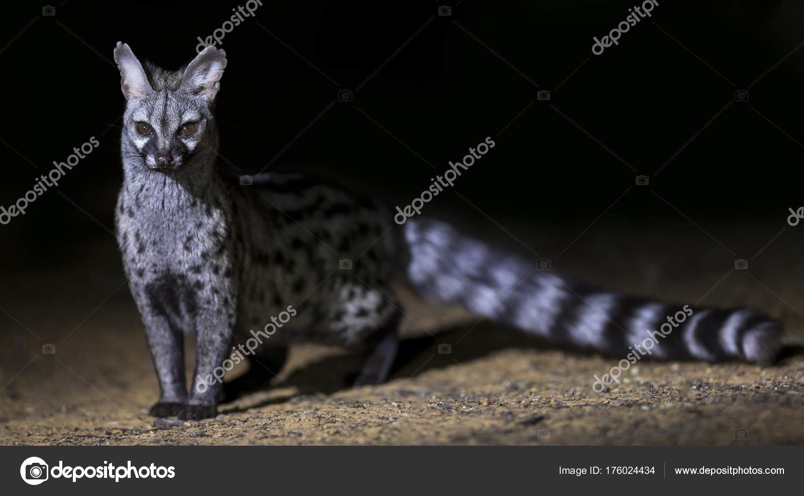 Genet photographed at night using a spotlight sitting and waitin Stock ...