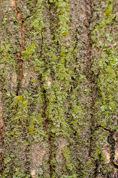 Green wood texture Stock Photos, Royalty Free Green wood texture Images ...