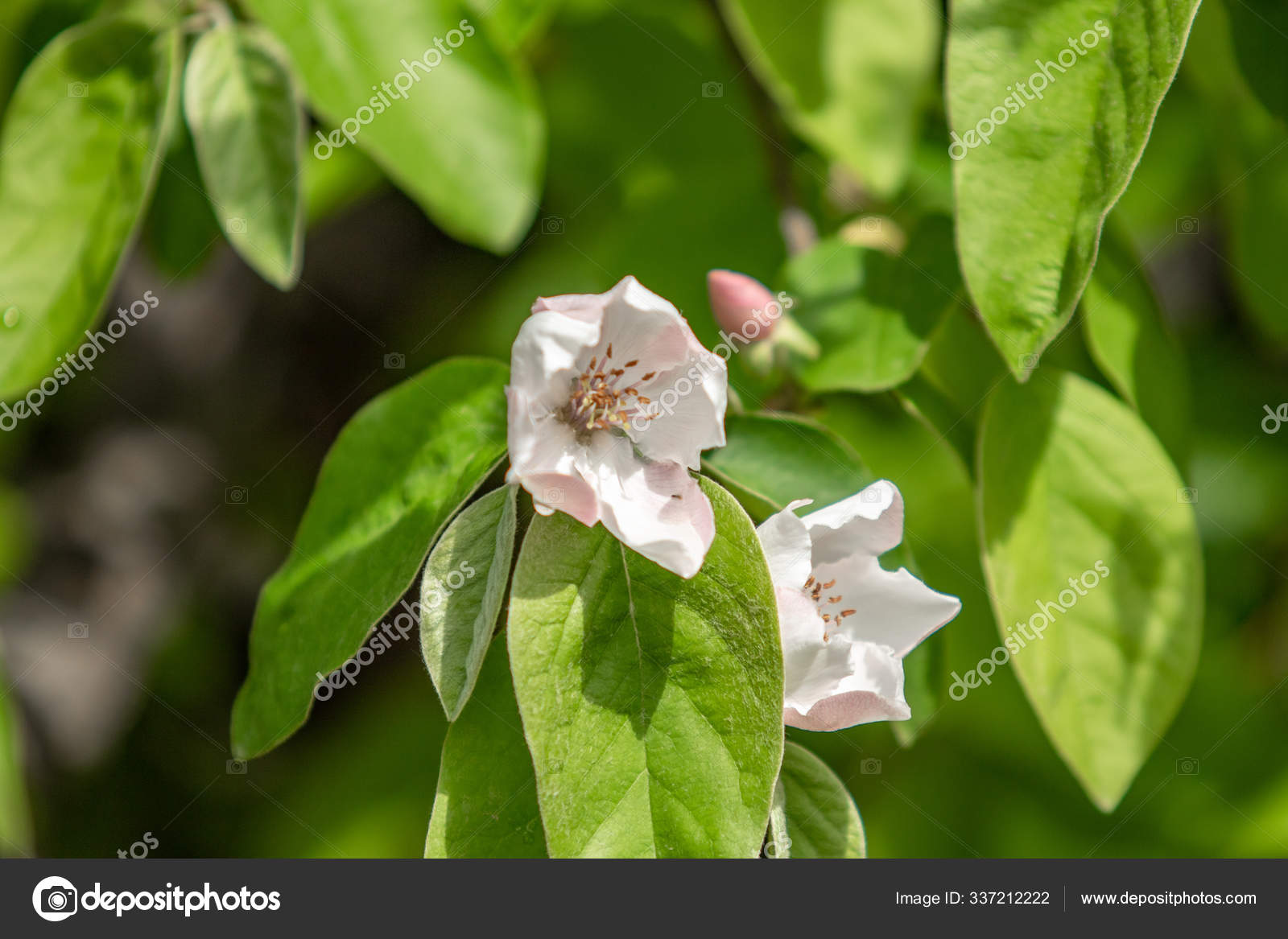White Quince Flower