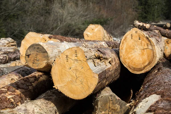Sawn Long pine logs of different sizes lies on a ground. - Stock Image ...