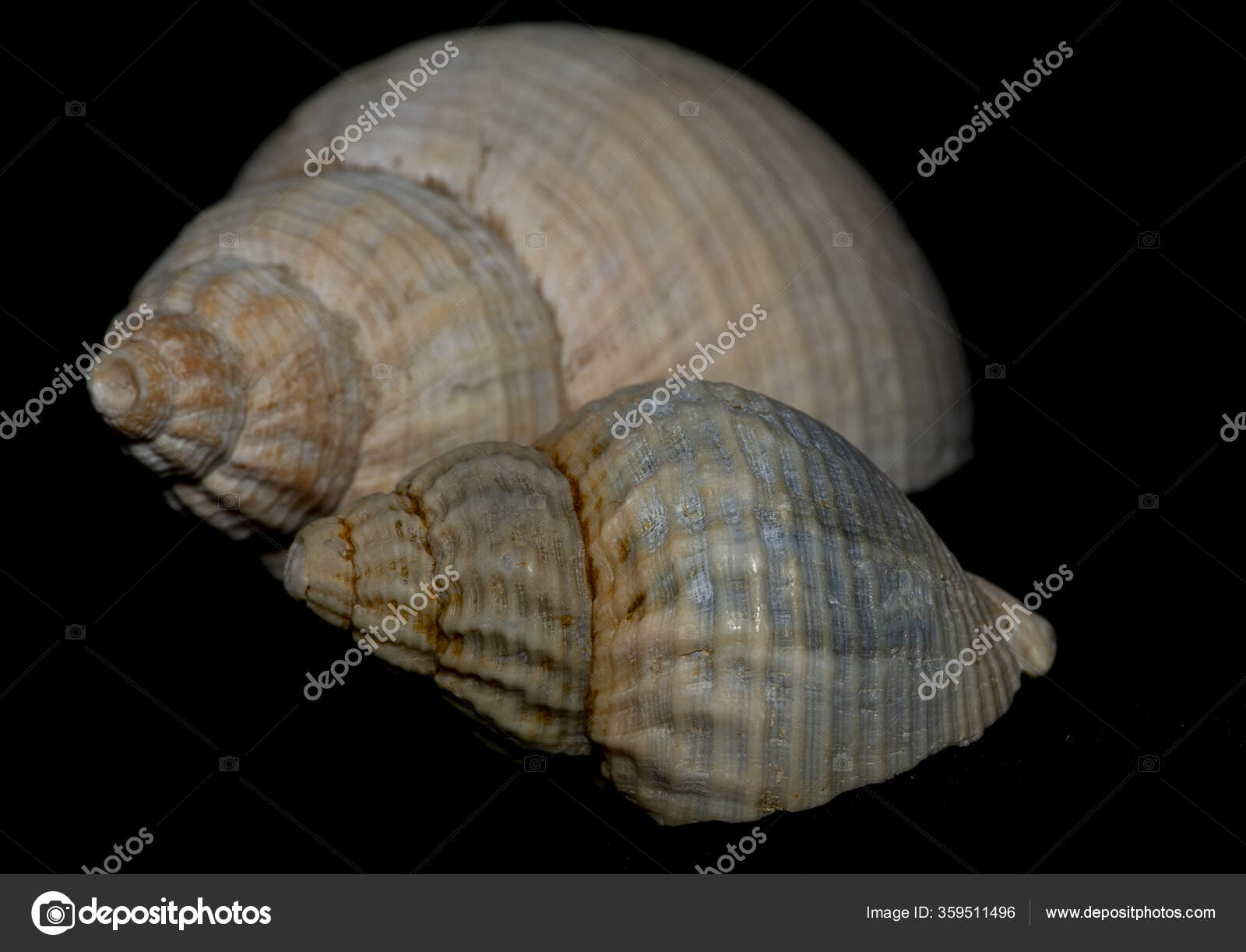 Seashell Stone Background Stock Photo by ©mirusiek 359511496